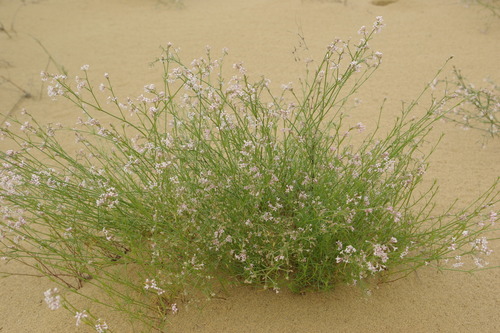 Asperula diminuta · iNaturalist