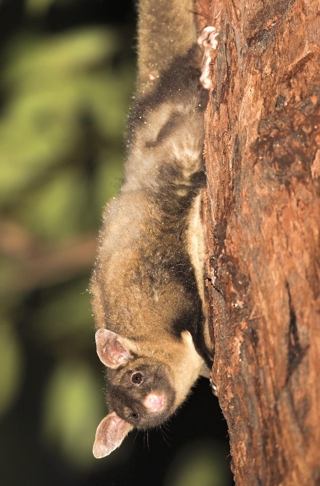 Northern Yellow-bellied Glider in September 2016 by markc666 · iNaturalist