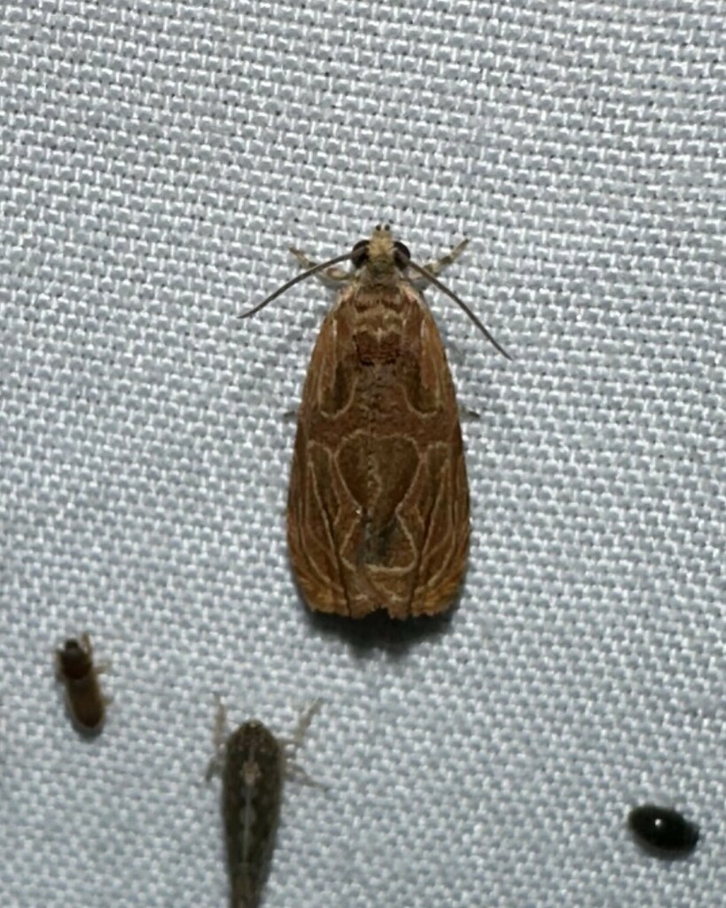 Woolly-backed Moth from Goose Shoals, Lauderdale County, AL, USA on ...