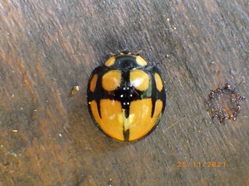 Cheilomenes polynesiae · iNaturalist