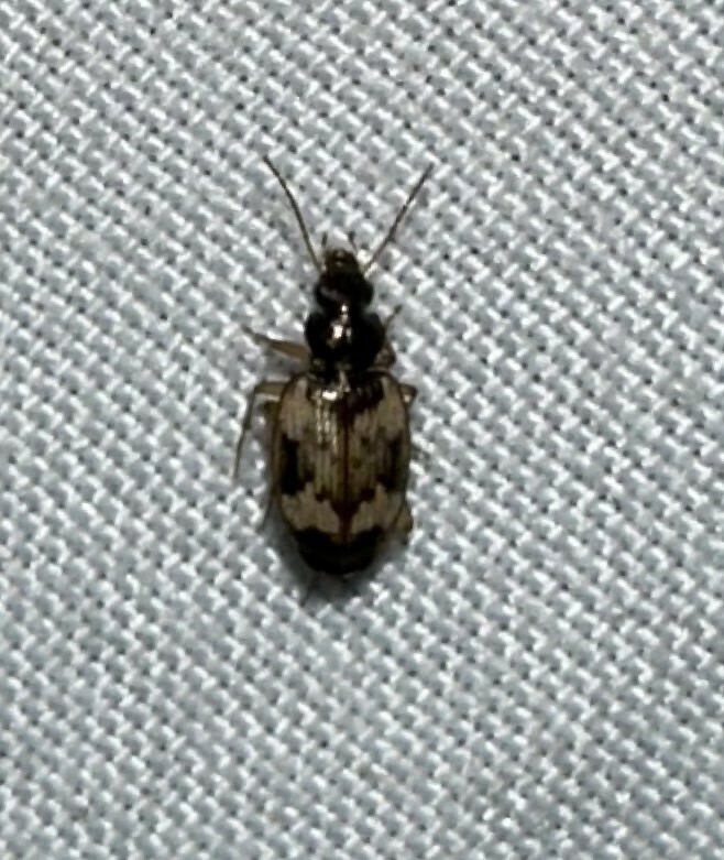 Tetragonoderus fasciatus from Goose Shoals, Lauderdale County, AL, USA ...