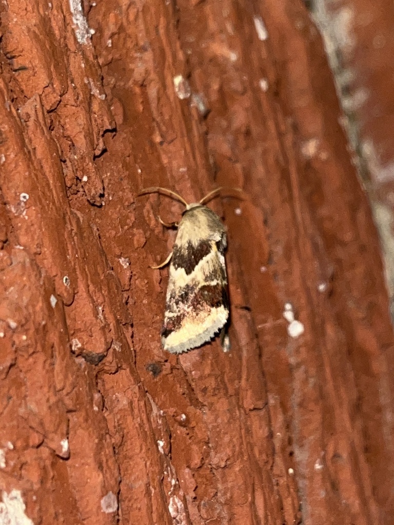 Lynx Flower Moth from Sunset Dr, Norman, OK, US on August 30, 2023 at ...