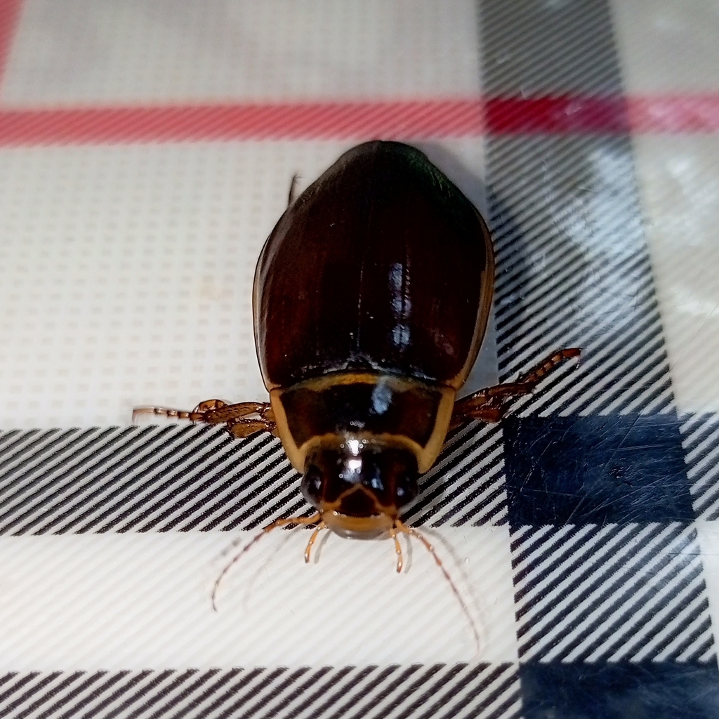 Dytiscus dauricus from Хабаровский край, Россия, 681026 on August 31 ...