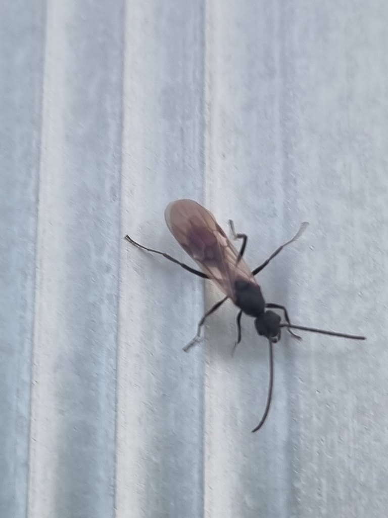 Pony Ants from Advancetown QLD 4211, Australia on August 30, 2023 at 06 ...