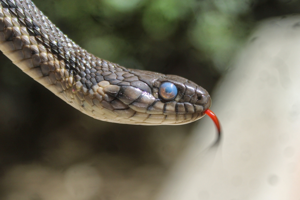 Two-striped Garter Snake in August 2023 by Boaz Benaiah Solorio ...
