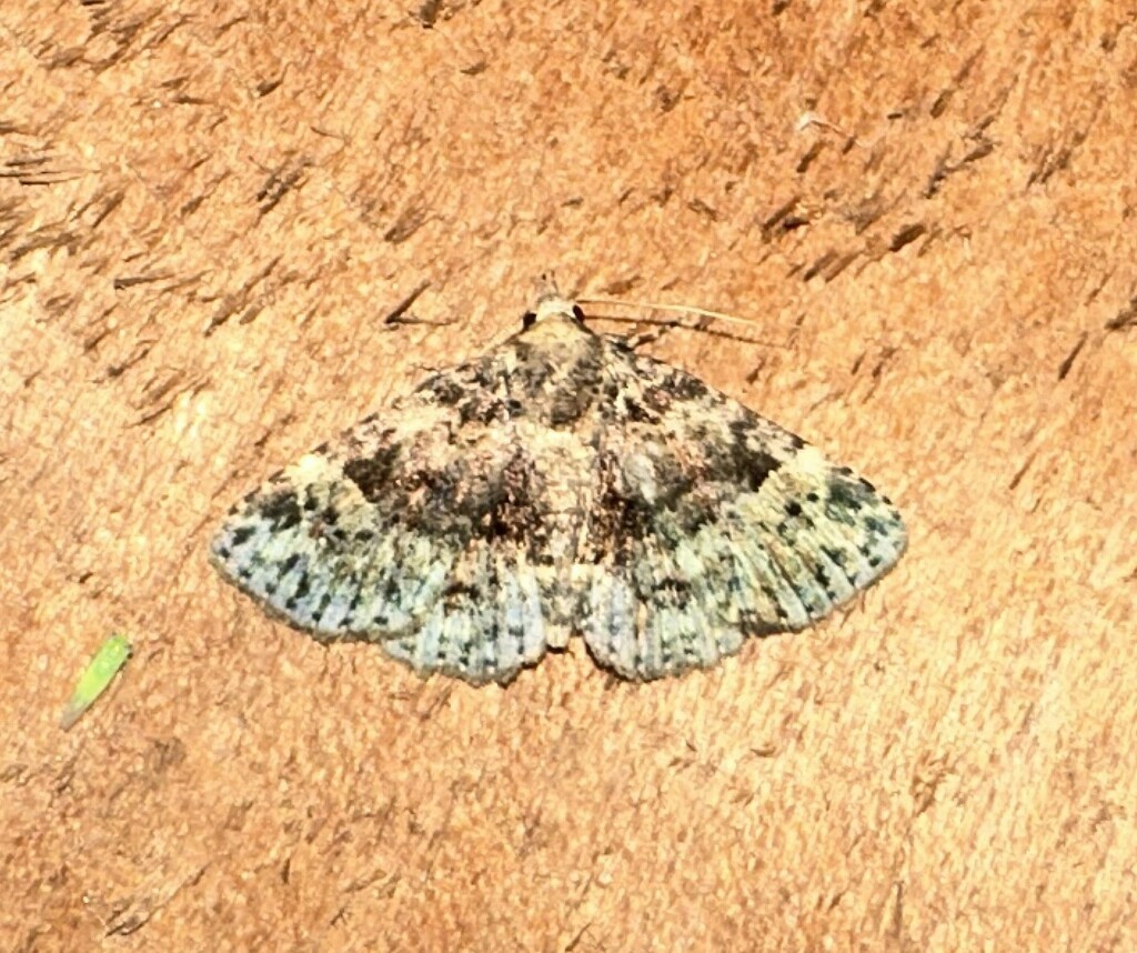 Common Fungus Moth from Goose Shoals, Lauderdale County, AL, USA on ...