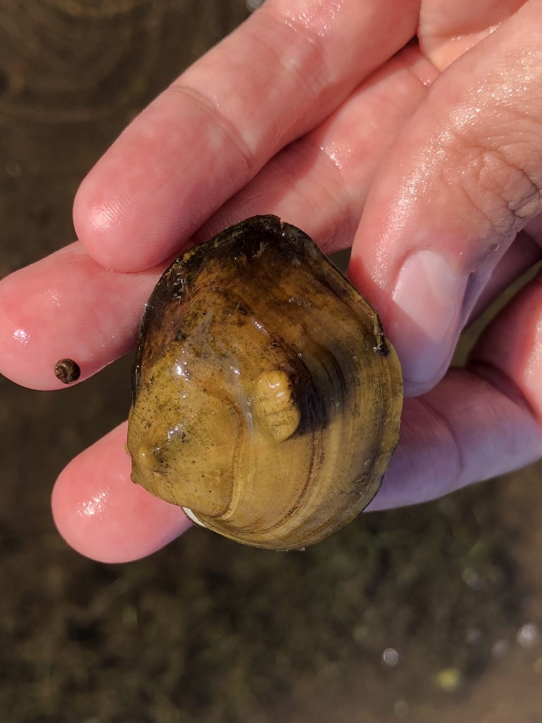 Three-horn Wartyback from Saint Croix River, Stillwater, MN, US on ...