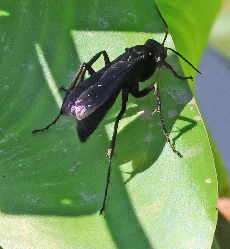 Anoplius depressipes from St Charles County, MO, USA on August 28, 2023 ...