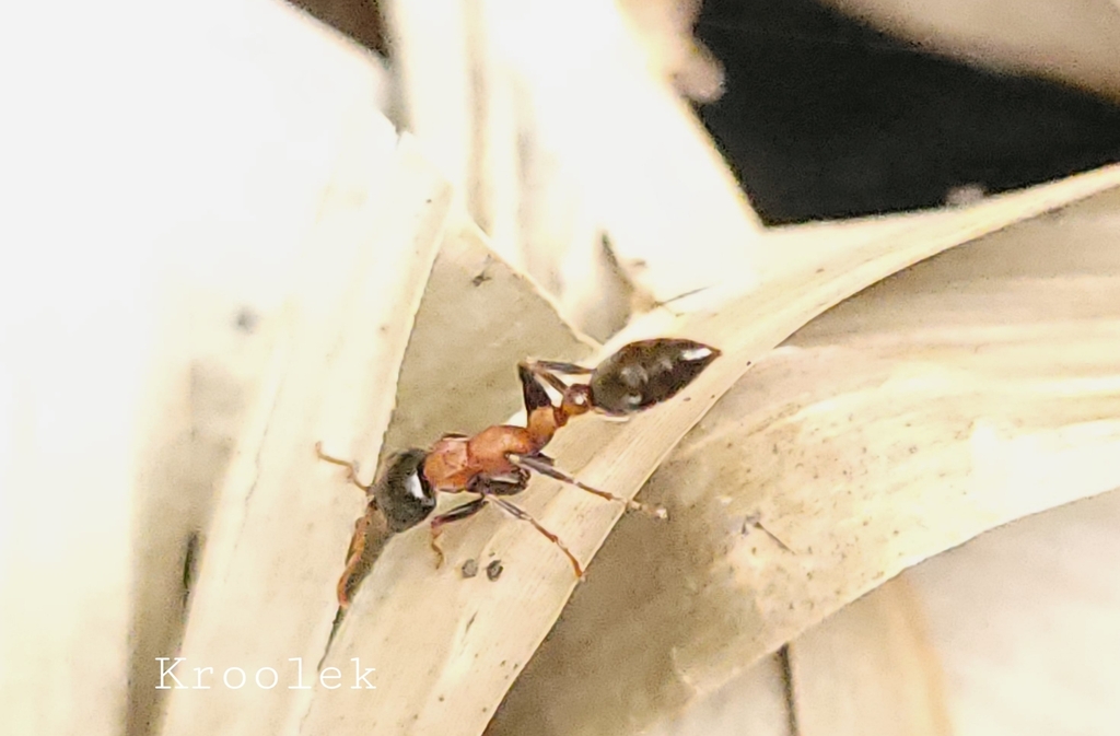 Arboreal Bicolored Slender Ant from Ban Phaeo, TH-SS, TH on August 31 ...