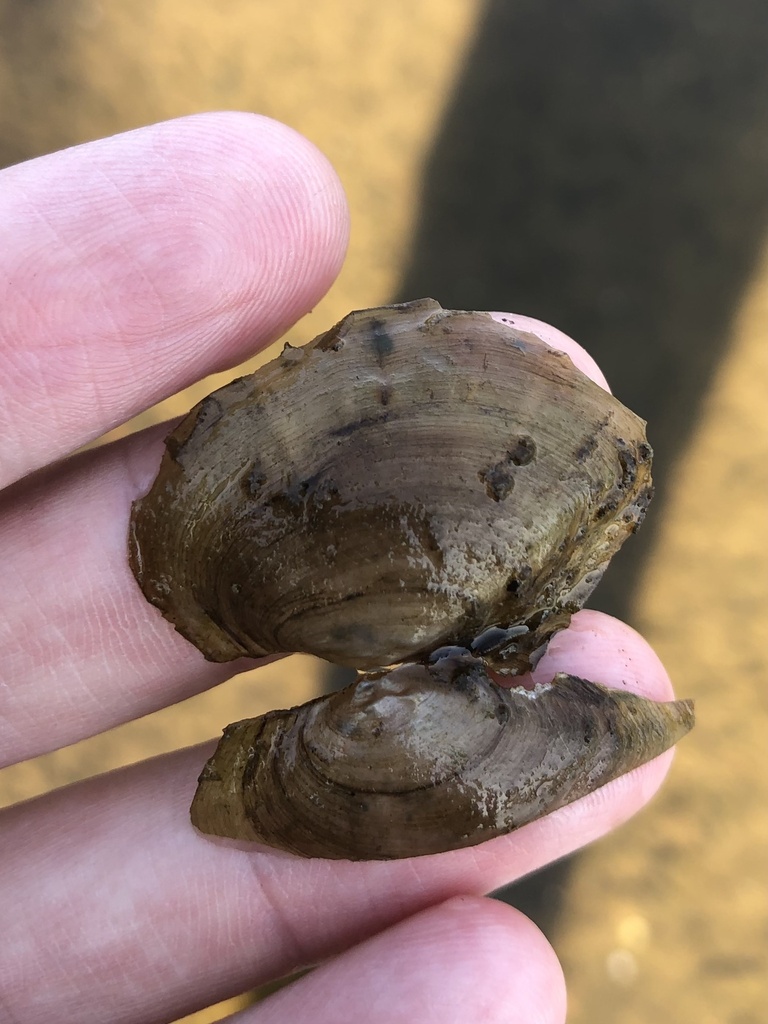 Giant Floater from Saint Croix National Scenic Riverway, Stillwater, MN ...