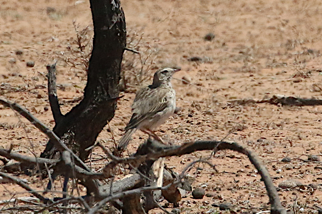 Australian Pipit from Bowra Wildlife Sanctuary--Bore Drain Track, Paroo ...