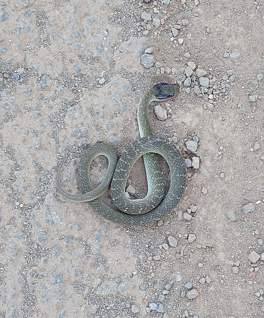 Red-lipped Snake from Leonard, Hilton, 3201, South Africa on August 31 ...