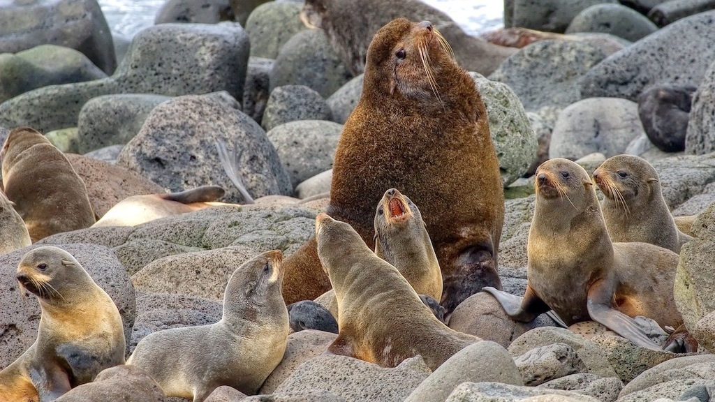 Northern Fur Seal in July 2005 by markc666. northern fur seals ...