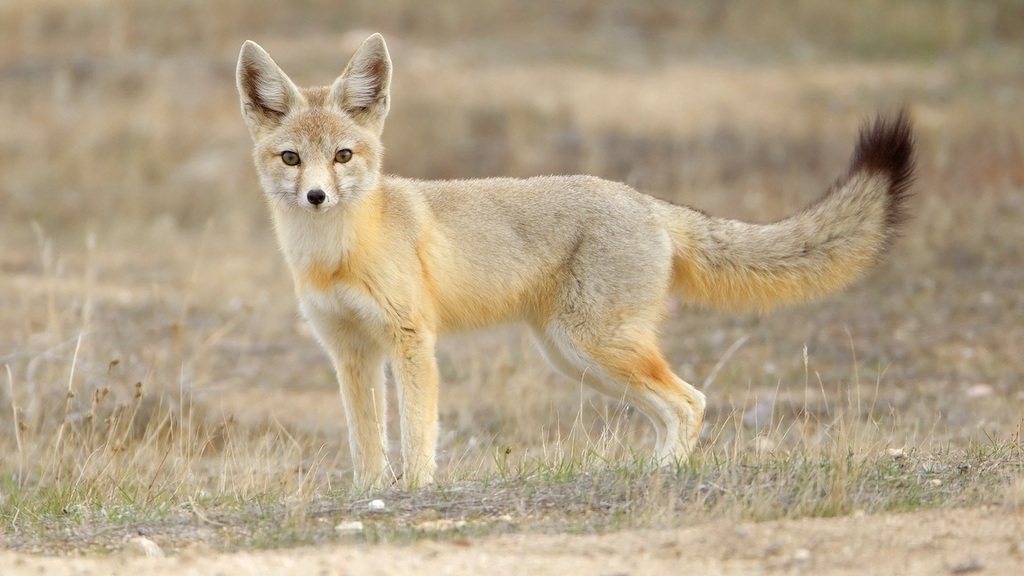 Kit Fox (Vulpes macrotis) - Know Your Mammals