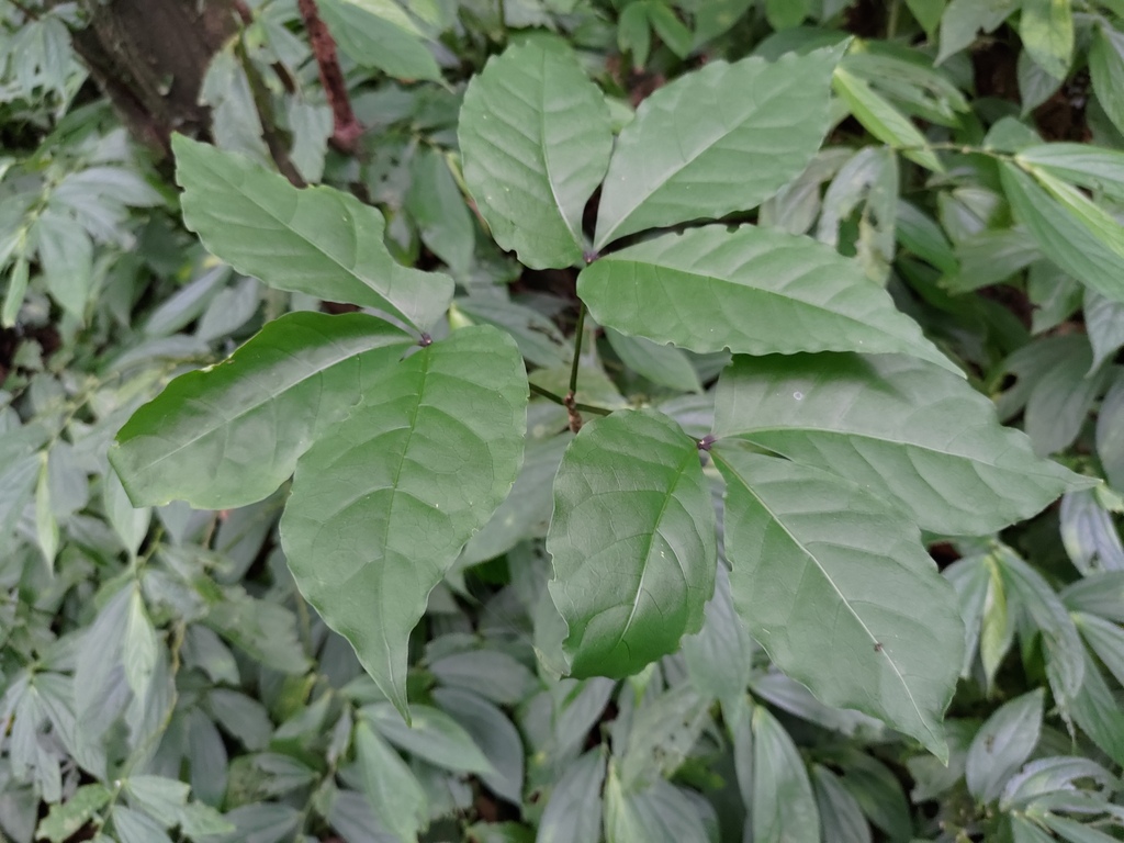Sacred Garlic Pear from 台灣台北 on August 27, 2023 at 01:27 PM by mira_hlt ...