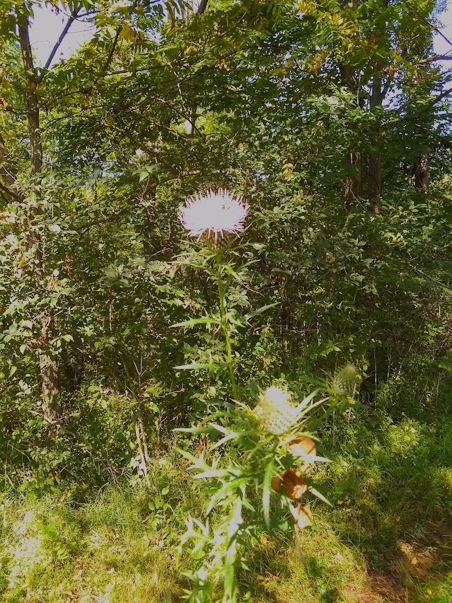 pasture thistle from hickory hill park, iowa city on August 23, 2023 at ...