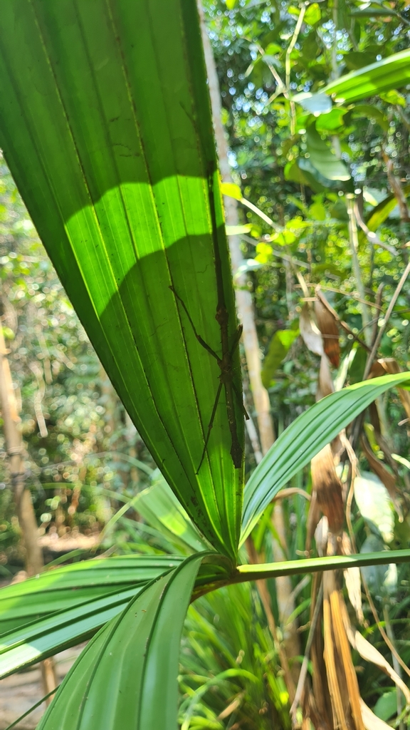Centrophasma from Teluk Binjai, Teluk Meranti, Pelalawan Regency, Riau ...