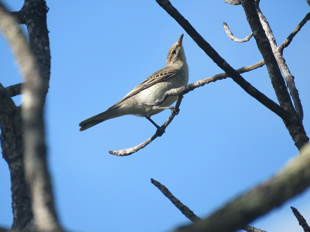 White-winged Triller from New Mapoon QLD 4876, Australia on July 14 ...
