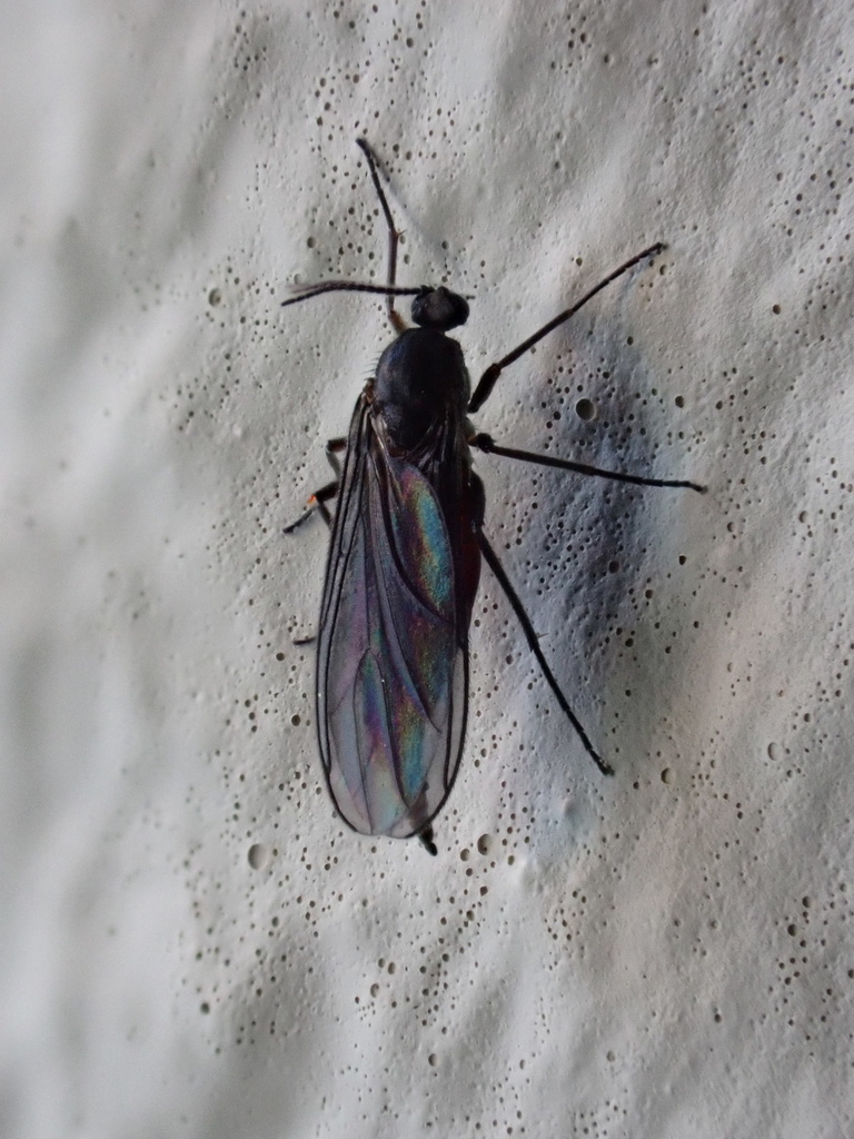 Sciara from McIver La, Woolgoolga, NSW, AU on August 11, 2023 at 08:02 ...