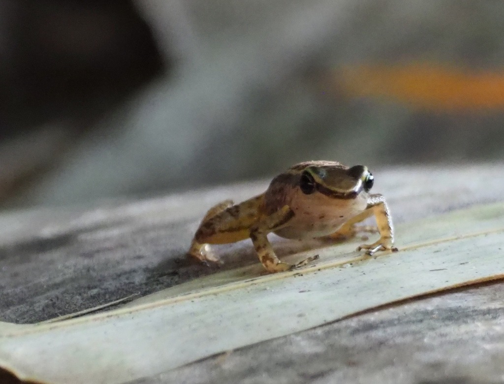 Colostethus ruthveni (Anfibios El Dorado) · iNaturalist