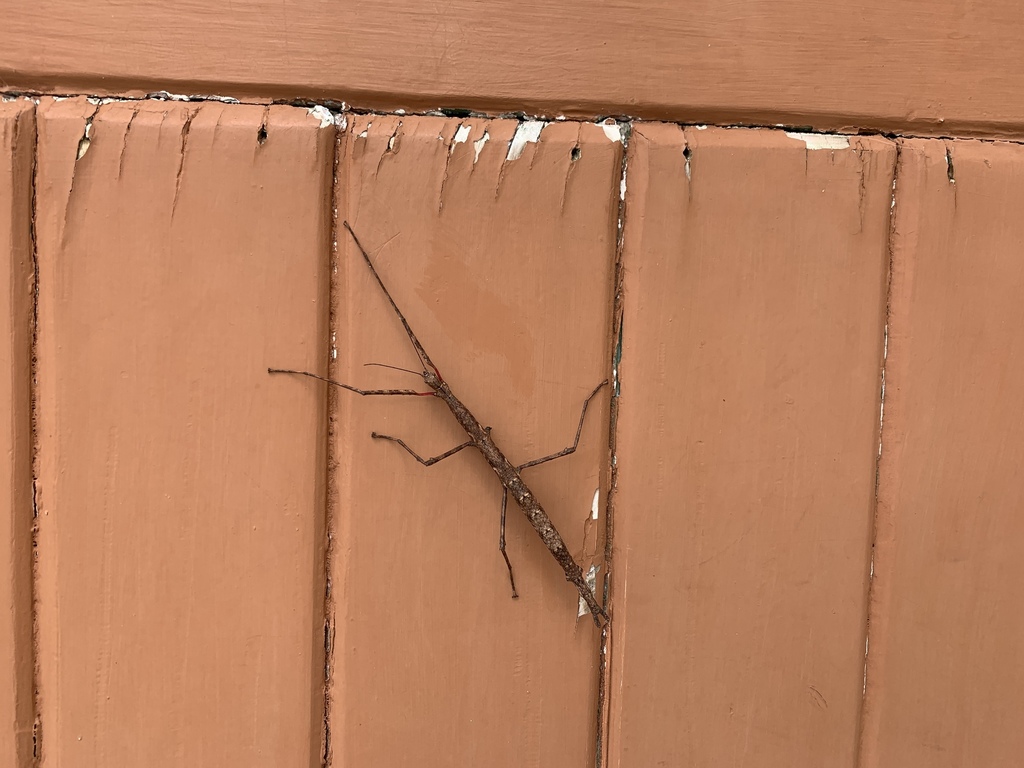unarmed stick-insect from 295 South Road, Hawera, Taranaki, NZ on ...