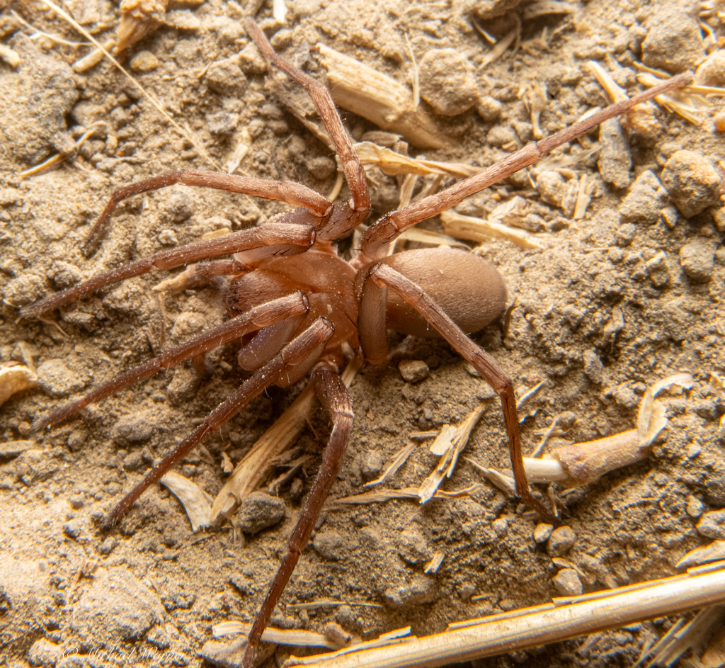 Rocky Canyon Spiders from Richmond, CA, USA on August 30, 2023 at 10:07 ...