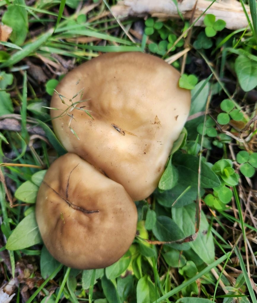 Fried Chicken Mushroom in August 2023 by Ngail · iNaturalist