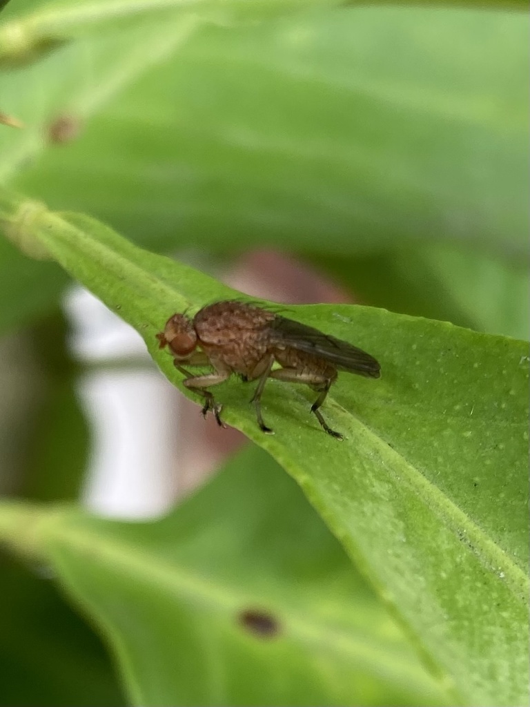 Suillia from Hantverkaregatan, Malmö, M, SE on August 30, 2023 at 04:45 ...