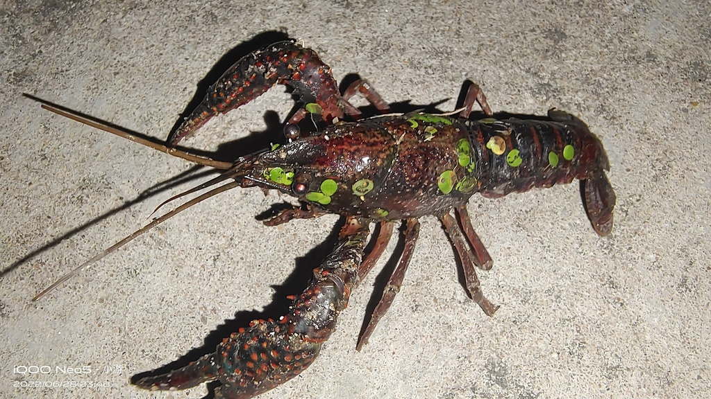Red Swamp Crayfish from 中国河南省信阳市固始县 on June 28, 2022 at 11:48 PM by 游 ...
