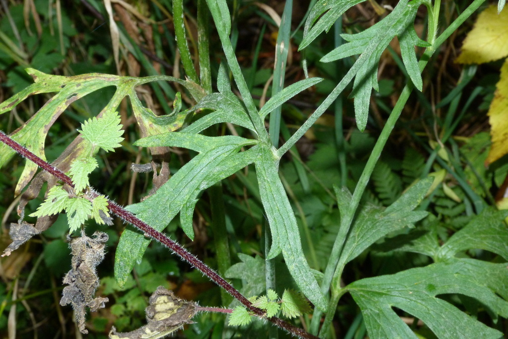Tall Buttercup (Black Hills Invasive Plant Guide) · iNaturalist