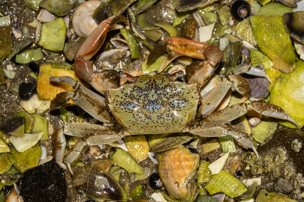 New Zealand sentinel crab from Karitane 9471, New Zealand on August 31 ...