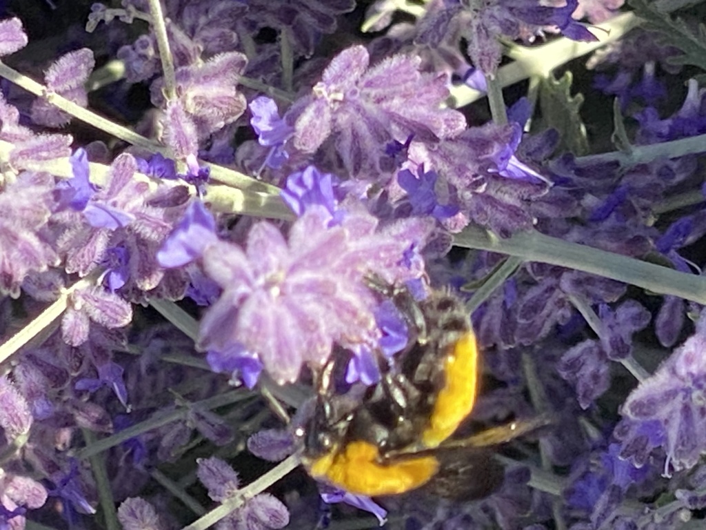 Morrison's Bumble Bee from Inyo National Forest, Lee Vining, CA, US on ...
