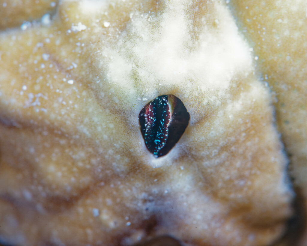 Bivalves from Washing Machine, Tubbataha Reef on June 14, 2023 at 04:52 ...
