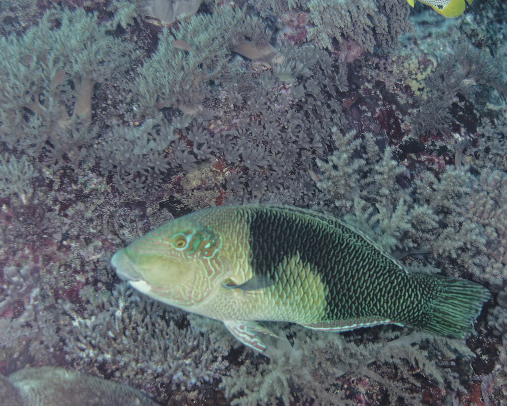 Blackeye Thicklip from Washing Machine, Tubbataha Reef on June 14, 2023 ...