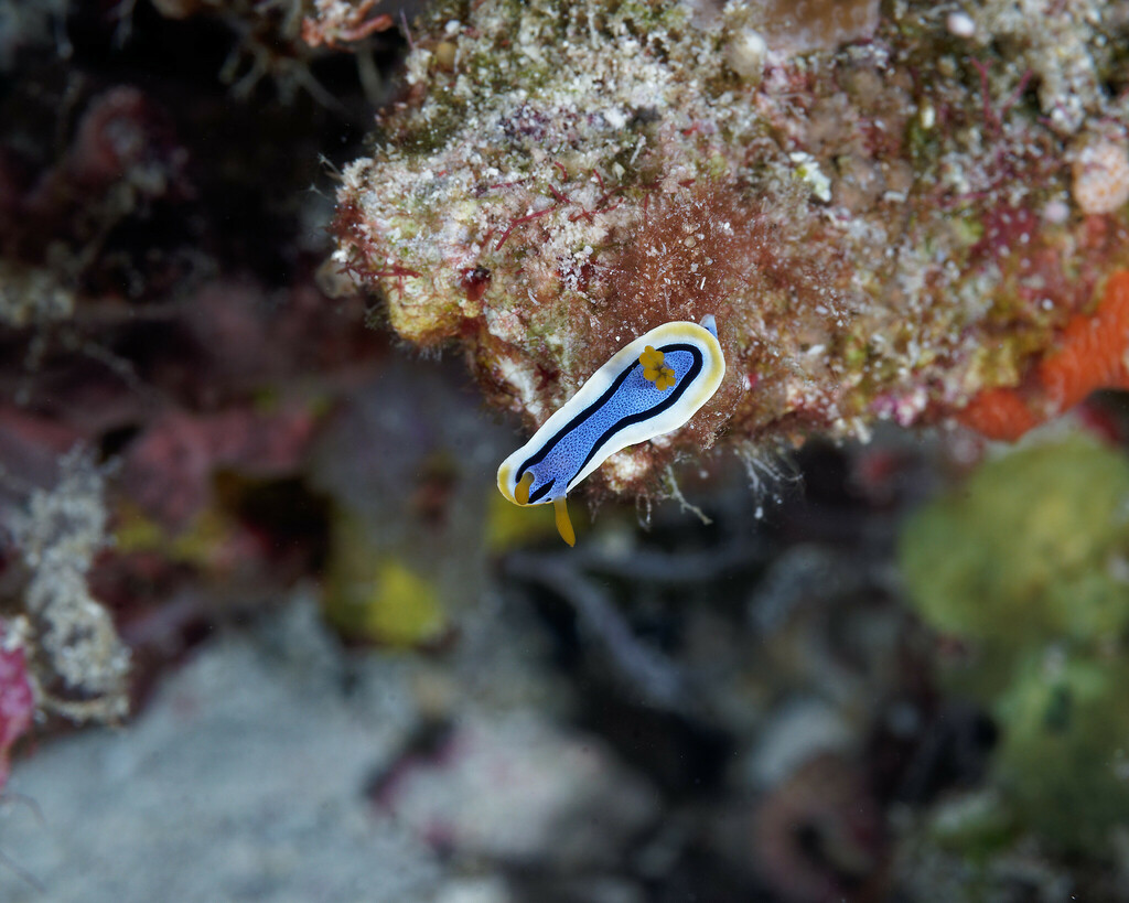 Anna's Chromodoris from Washing Machine, Tubbataha Reef on June 14 ...