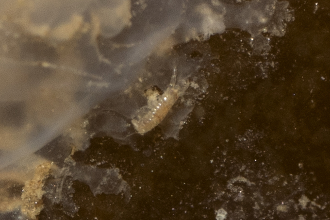 Crustaceans from San Pedro, Los Angeles, CA, USA on August 19, 2023 at ...