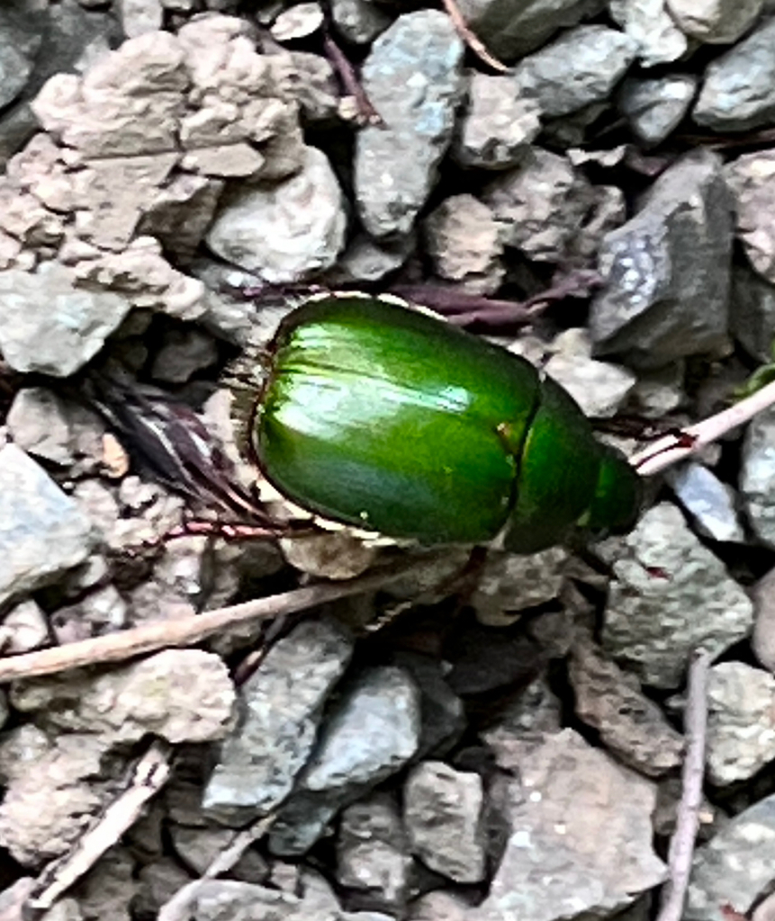 Green Chafer from Odawara on August 31, 2023 at 04:23 PM by rinbee ...