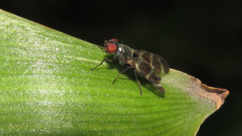 Euxesta obliquestriata from Casa on January 04, 2019 by Pablo Balduvino ...