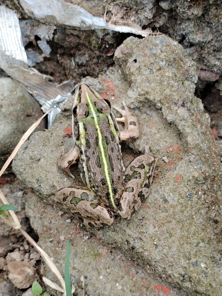 Bull Frogs from 6FPV+R29, Bithoria No. 2, Haldwani, Uttarakhand 263126 ...