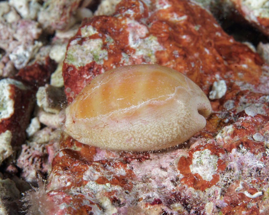 Carnelian Cowry from Washing Machine, Tubbataha Reef on June 14, 2023 ...