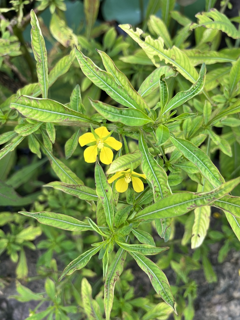 Angle-stem Primrose-willow from Scenic Area of Tiger Hill, Suzhou ...