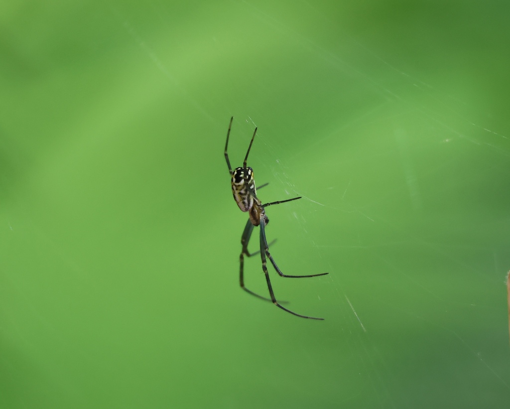 Joro Spider from 中国江西省吉安市遂川县 on June 6, 2023 at 11:50 AM by Luxirty ...