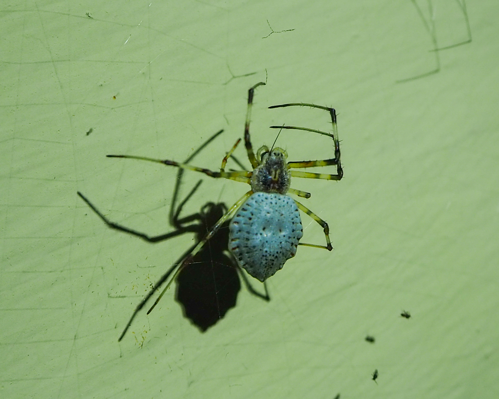 Ornamental Tree Trunk Spider from Ланкат, Северная Суматра, Индонезия ...