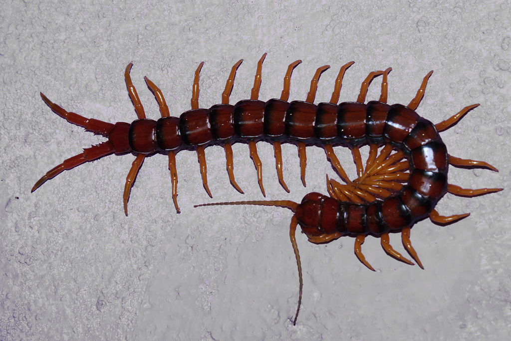 Giant Centipedes from Thokkupara, Kerala, India on August 12, 2023 at ...