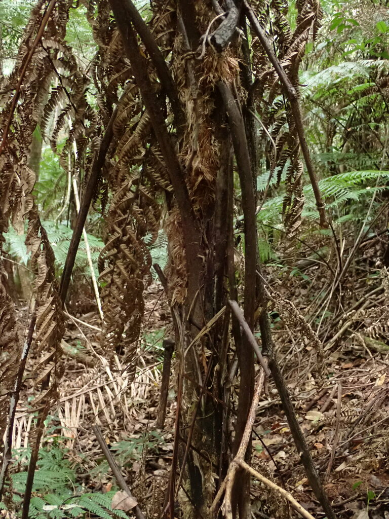 Prickly Tree Fern from Sherwood Nature Reserve, Woolgoolga NSW 2456 ...