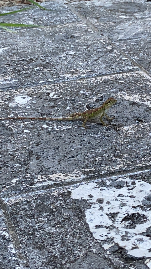 Diploderma polygonatum polygonatum in August 2023 by jillibear ...