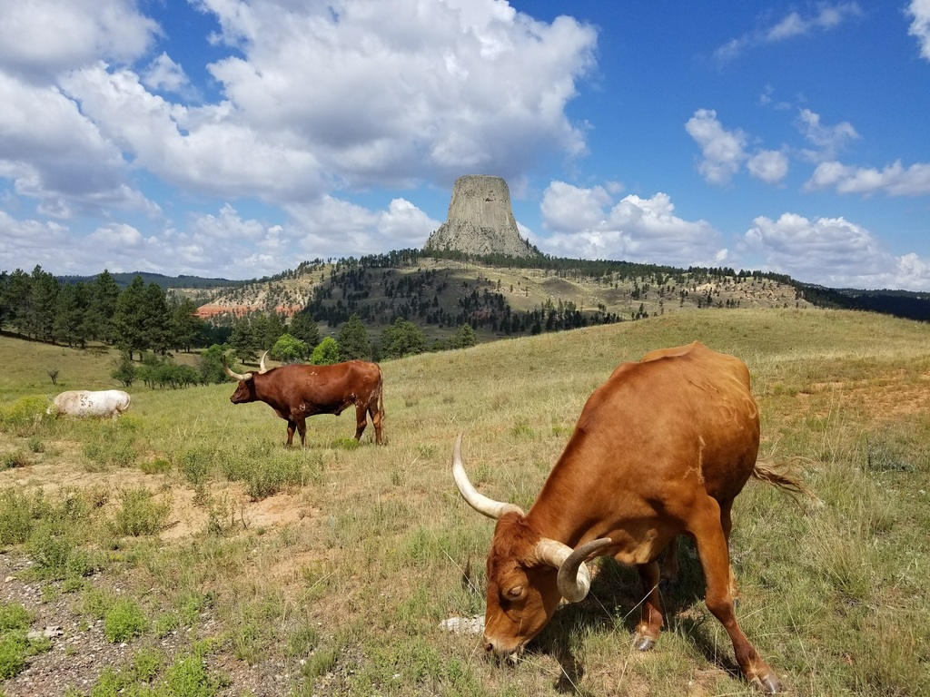 Domestic Cattle from Crook County, WY, USA on July 27, 2017 at 10:27 AM ...