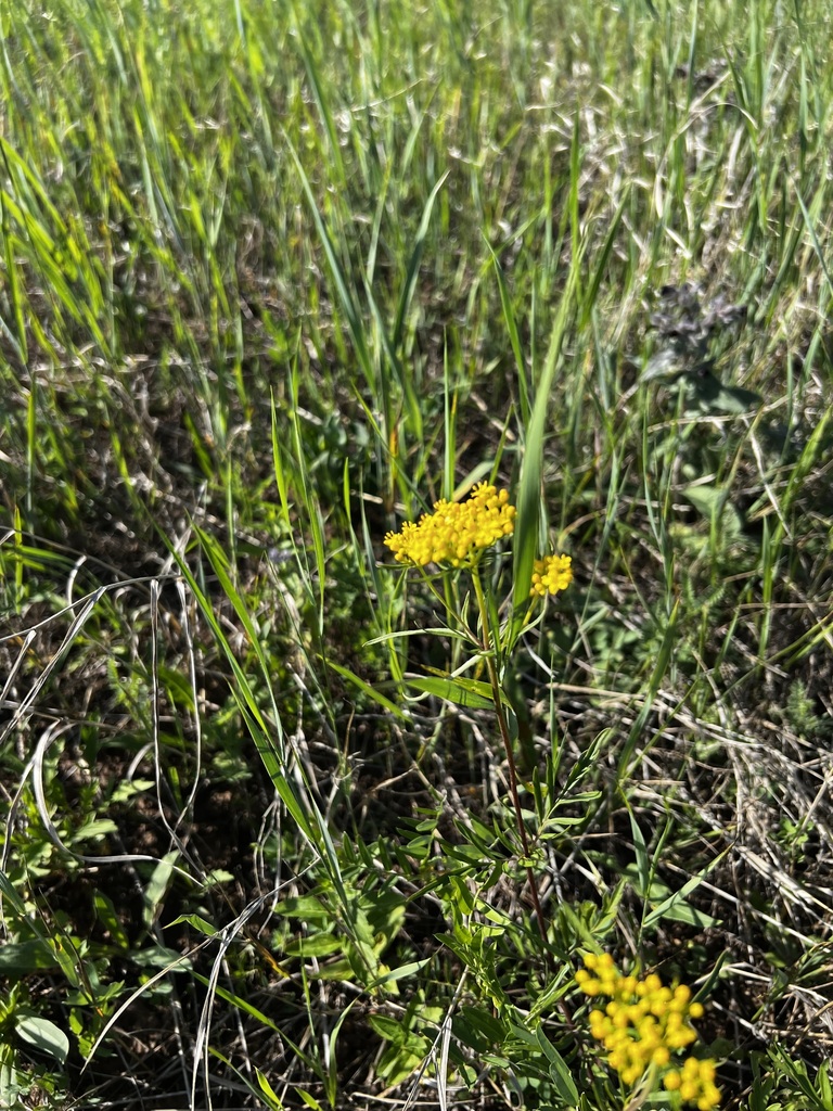 Patrinia rupestris from Баяндаевский р-н, Иркутская обл., Россия on ...