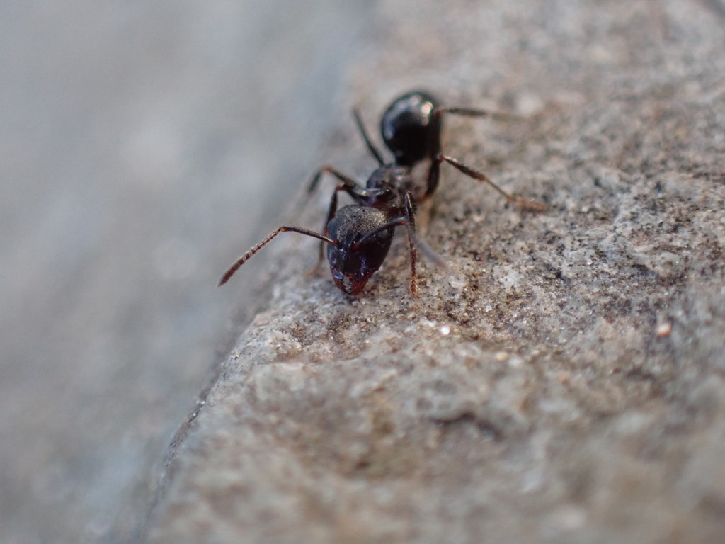 Notoncus ectatommoides from Adelaide SA, Australia on August 31, 2023 ...