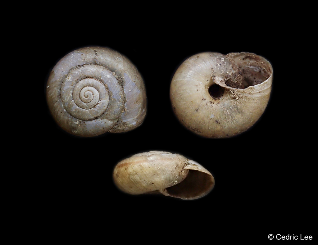 Mojave Shoulderband Snail in February 2019 by Cedric Lee · iNaturalist